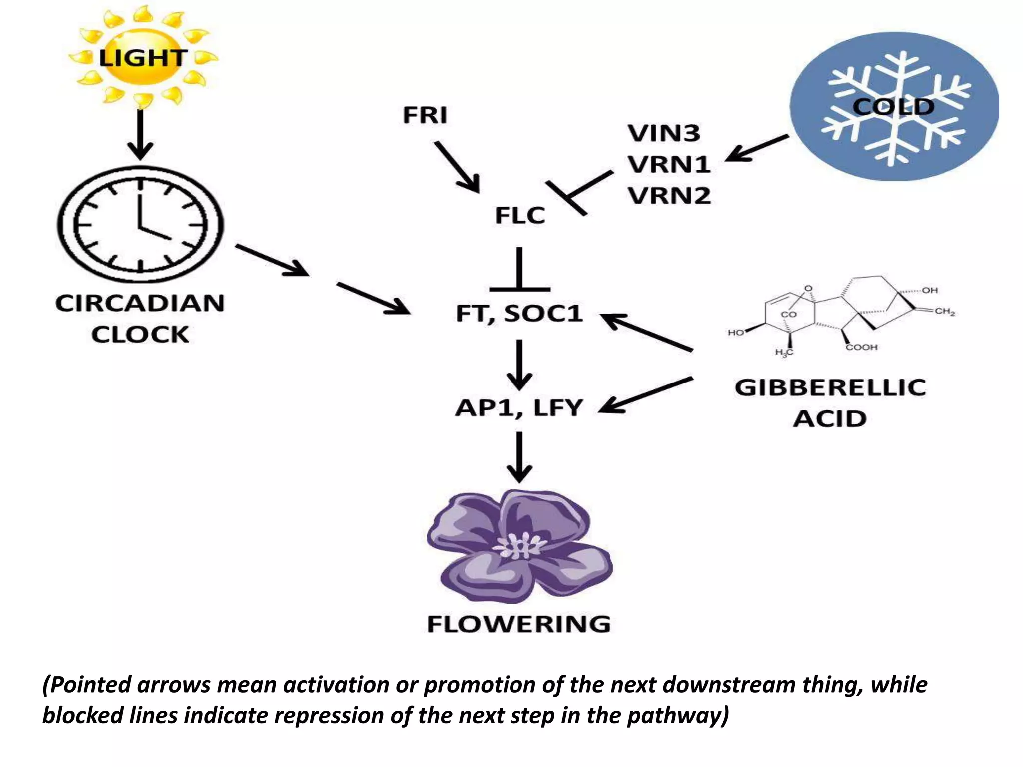 Vernalization | PPTX