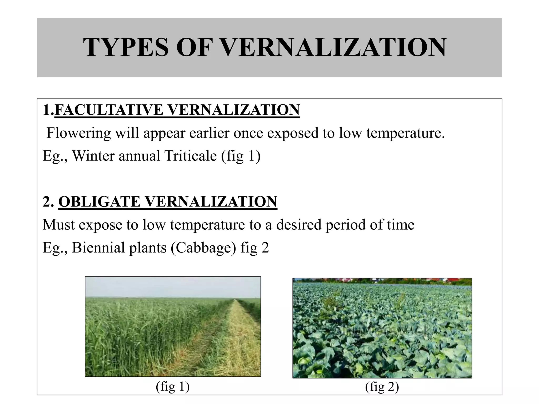 Vernalization | PPTX