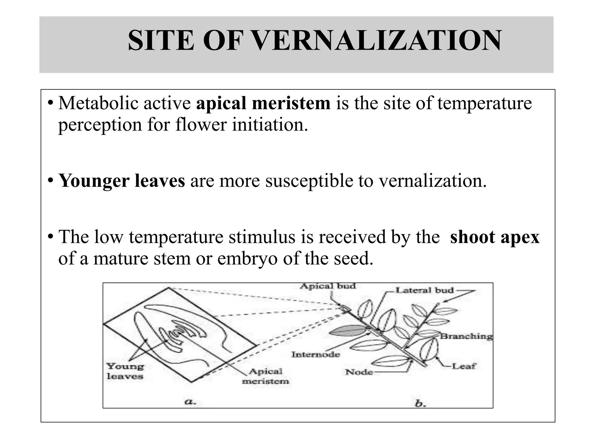 Vernalization | PPTX