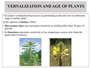 Vernalization | PPTX