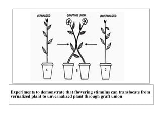 Vernalization | PPTX