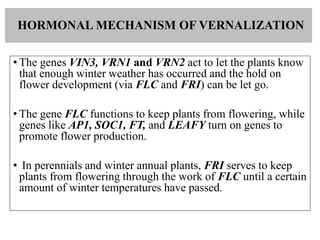 Vernalization | PPTX
