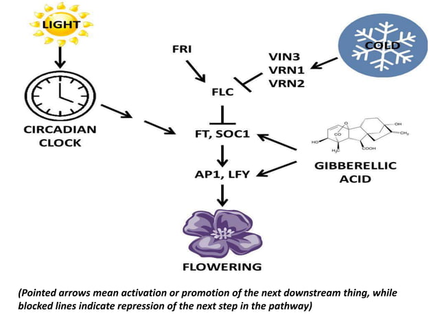 Vernalization | PPTX