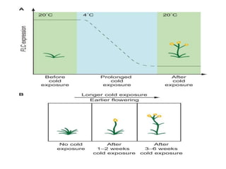 Vernalization | PPTX