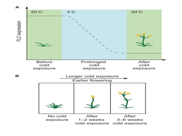 Vernalization | PPTX