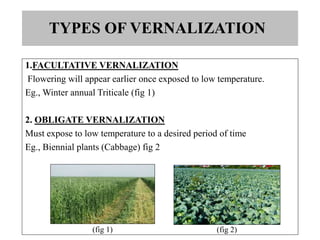 Vernalization | PPTX