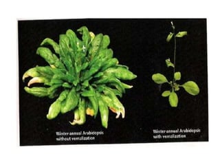 vernalization-190224045241 (1).pdf