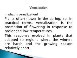 Vernalization | PPTX