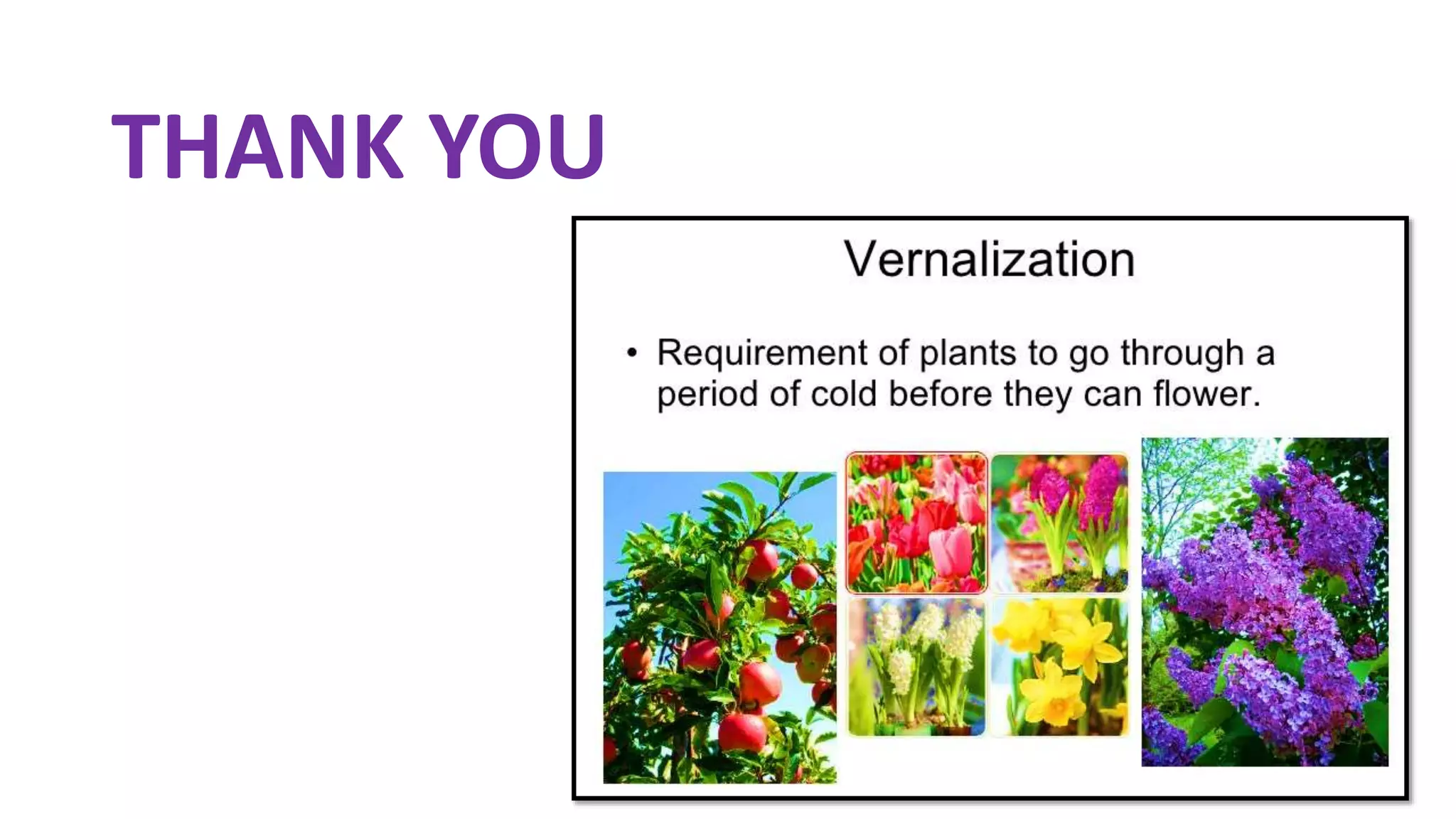 Vernalization | PPTX