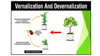 Vernalization | PPTX