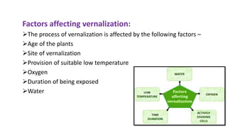 Vernalization | PPTX