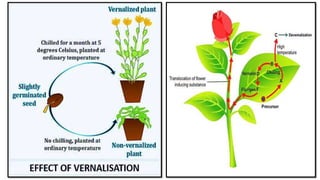 Vernalization | PPTX