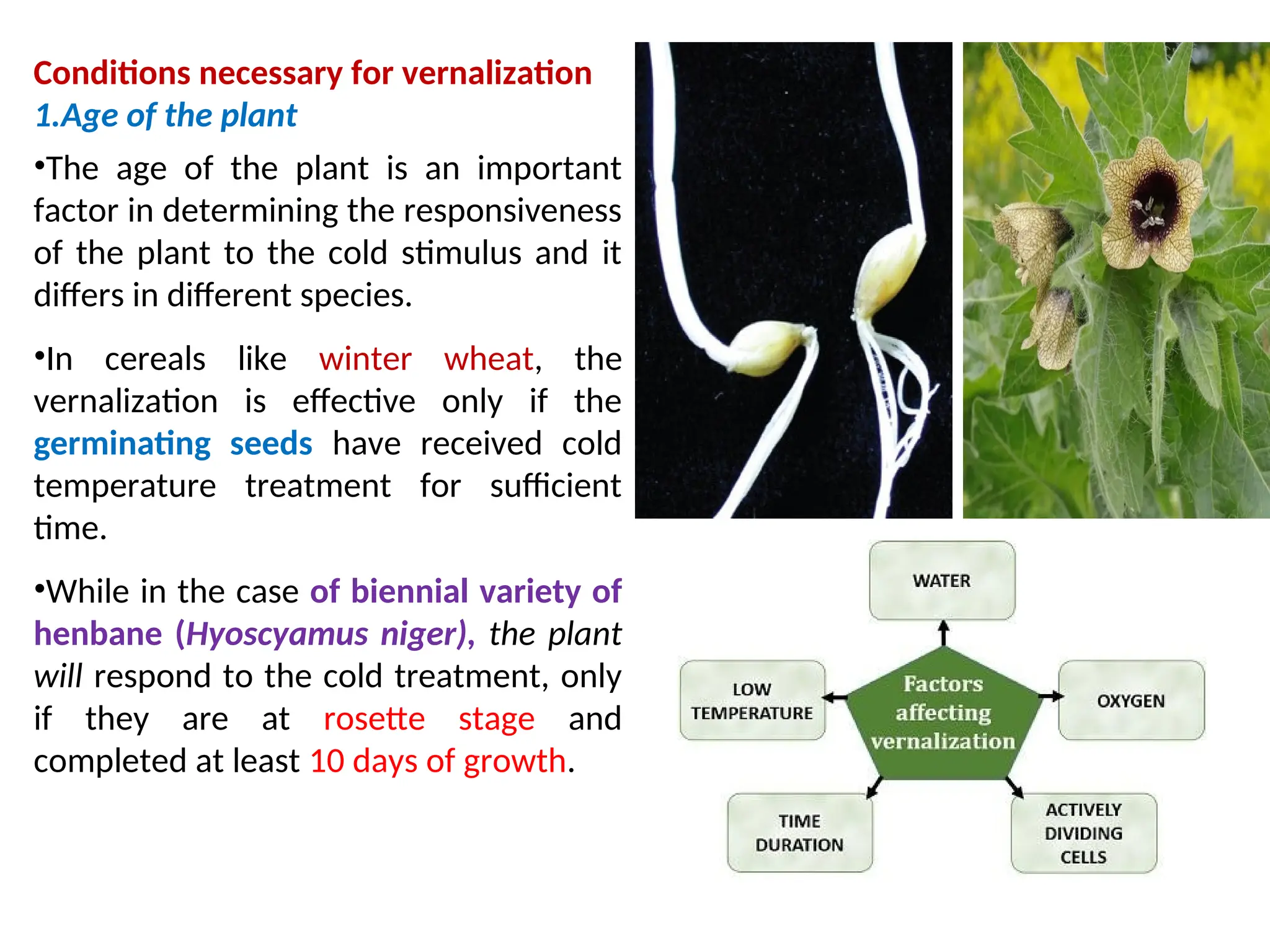 Vernalizationand its importance in plants.ppt