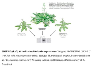 Vernalizationand its importance in plants.ppt