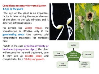 Vernalizationand its importance in plants.ppt
