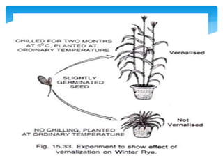 Vernalization - concept and significance | PPTX