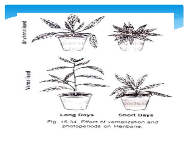 Vernalization - concept and significance | PPTX