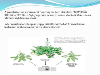 Vernalization in Plants.pptx