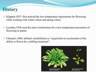 Vernalization in Plants.pptx