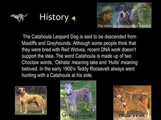 Do Catahoula Leopard Dogs Have Webbed Feet