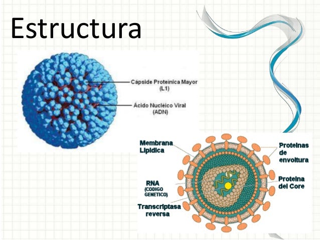 Papilomavirus (VPH)
