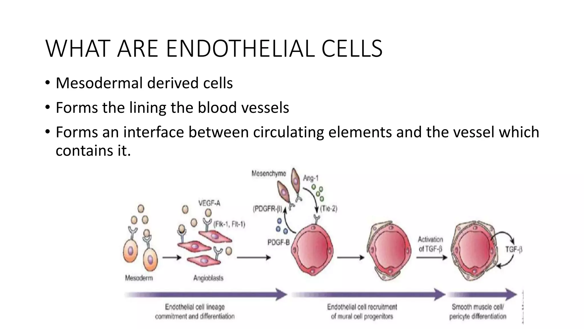 Endothelial cells | PPTX