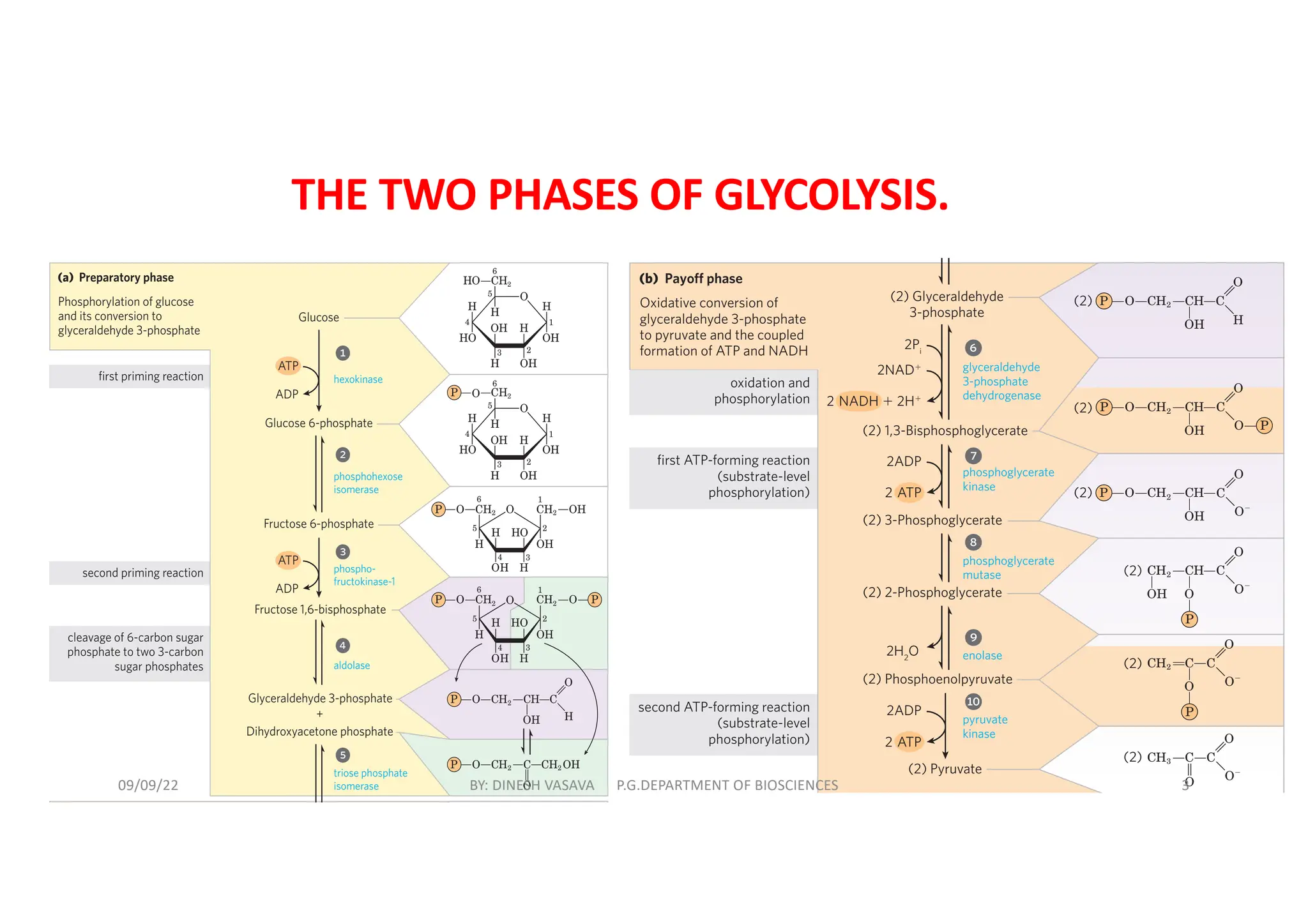 Metabolic regulation Glucose and Fat .pdf