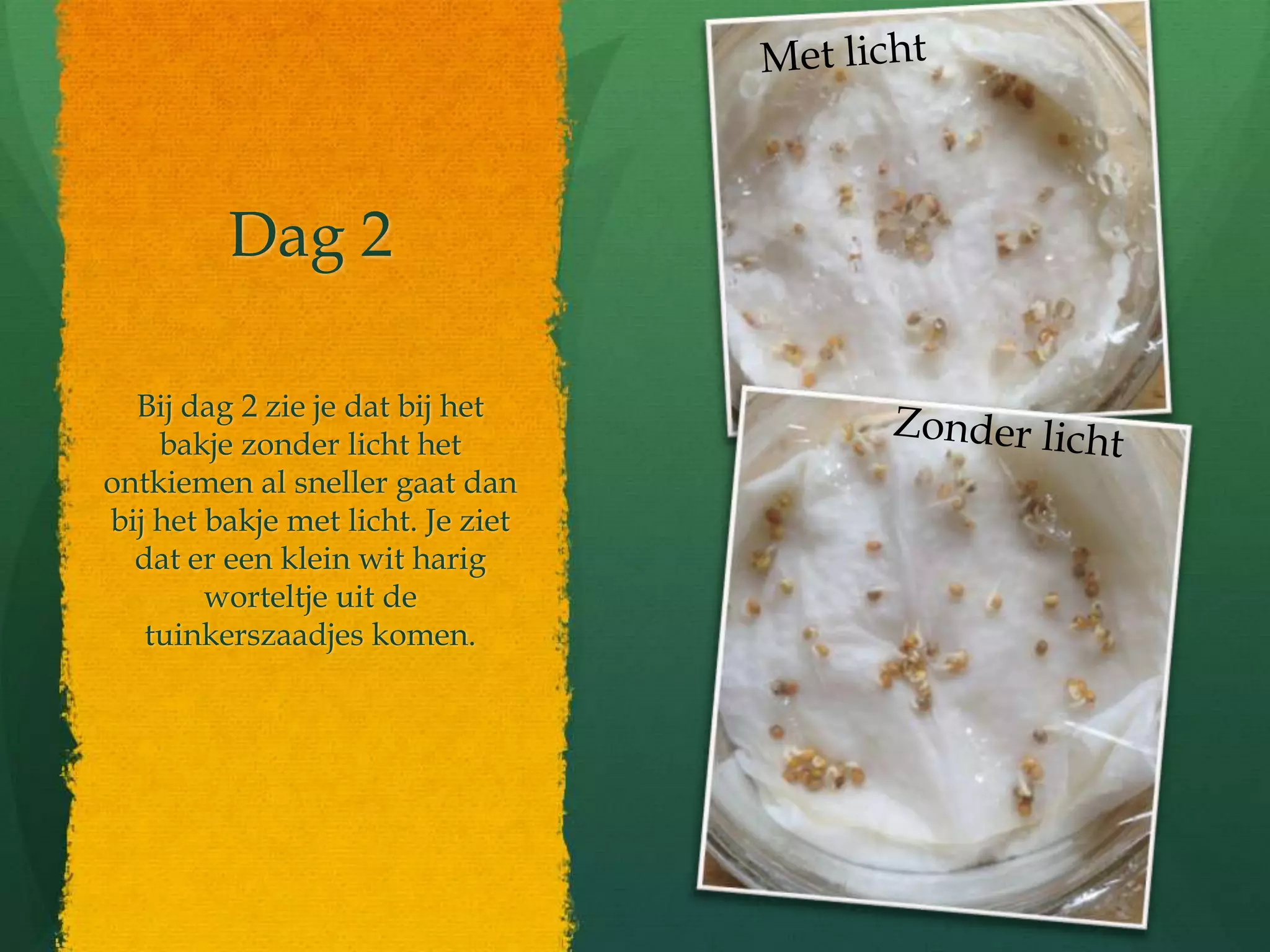 Verslag ontkiemen | PPT