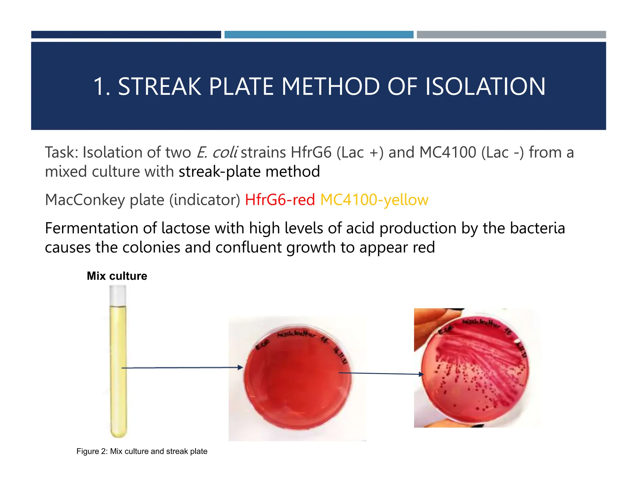 Microbiological techniques Experiment Presentation.pptx