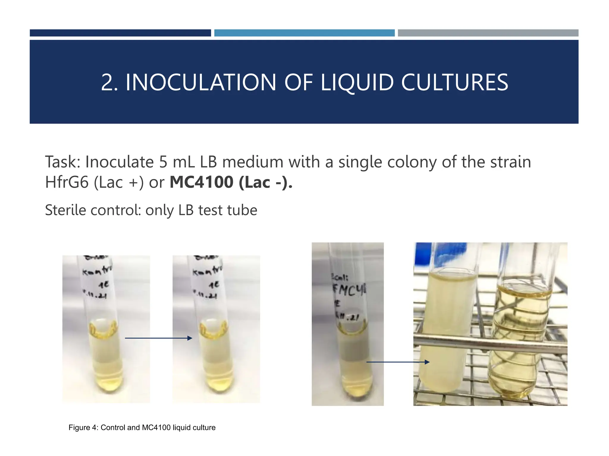 Microbiological techniques Experiment Presentation.pptx