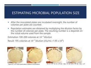 Microbiological techniques Experiment Presentation.pptx