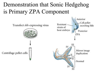 Vertebrate embryonic patterning 6 | PPT | Genetics | Science