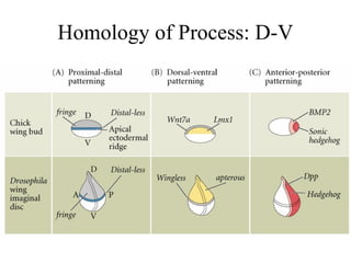 Vertebrate embryonic patterning 6 | PPT