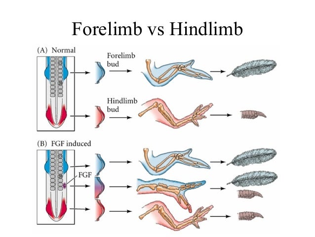 Vertebrate embryonic patterning 6