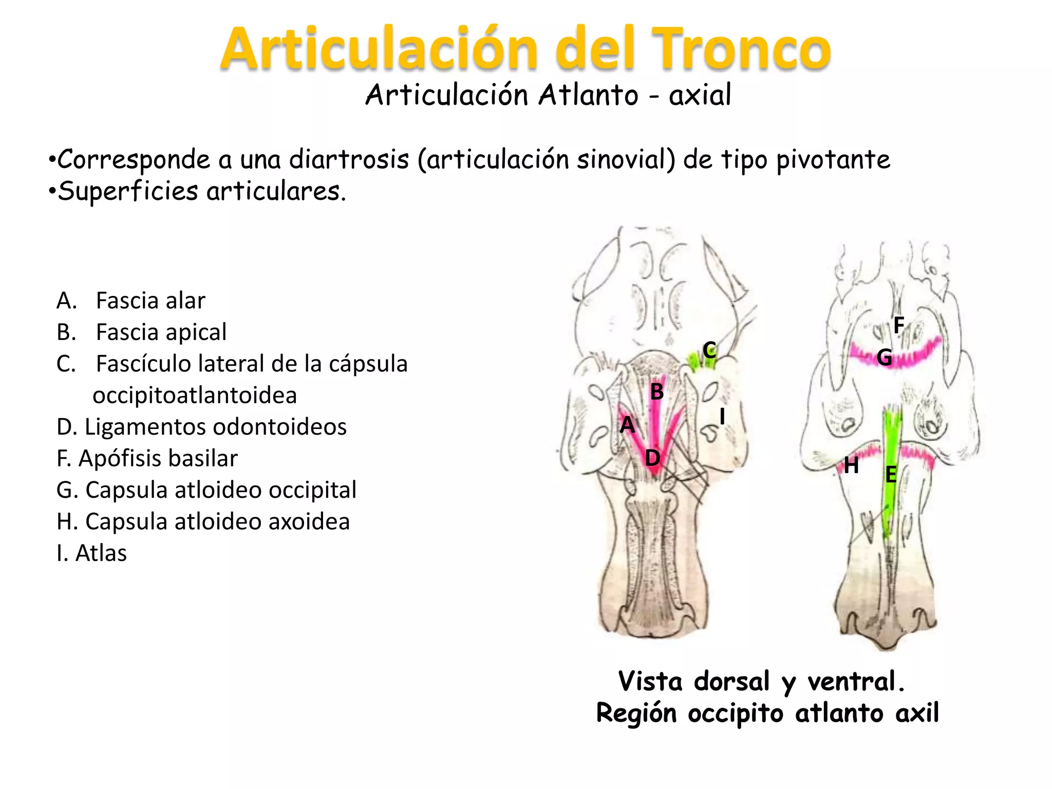 Tronco. Columna Vertebral | PPTX