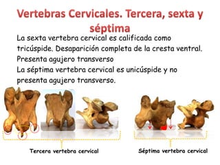 Tronco. Columna Vertebral | PPTX