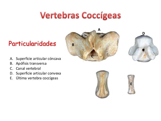 Tronco. Columna Vertebral