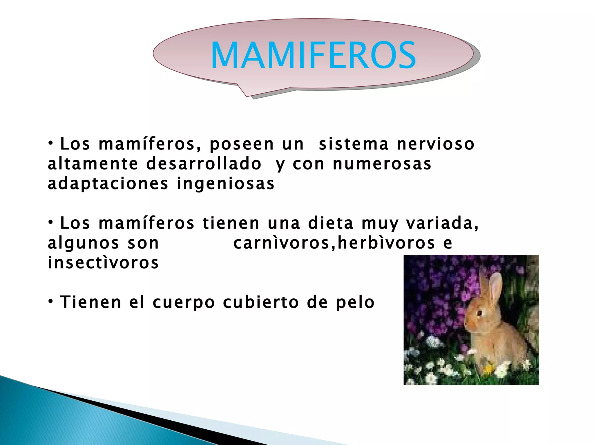 LOS ANIMALES VERTEBRADOS | PPT