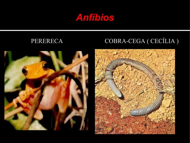 Vertebrados - protocordados - cordados - 7º ano ensino fundamental | PPT