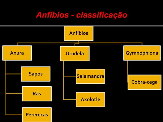 Vertebrados - protocordados - cordados - 7º ano ensino fundamental | PPT