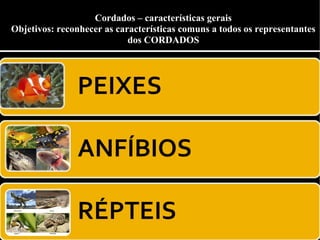 Vertebrados - protocordados - cordados - 7º ano ensino fundamental | PPT