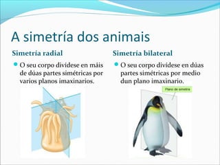 Os vertebrados | PPT