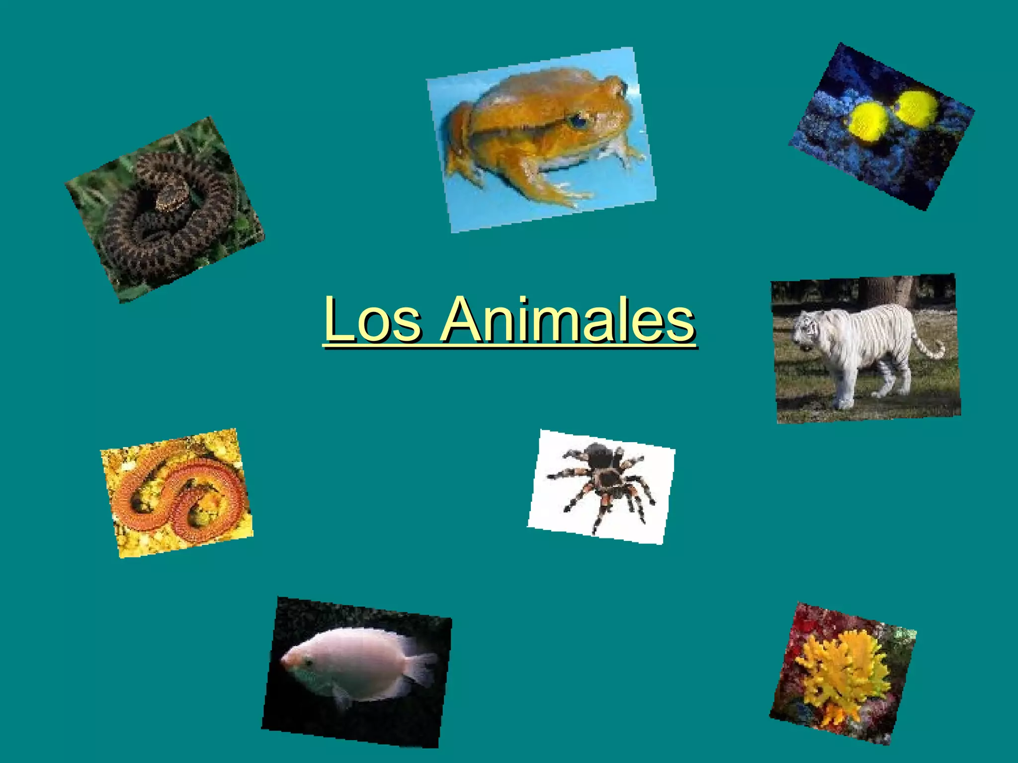 Vertebrados E Invertebrados