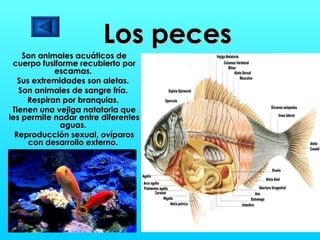 vertebrados para repasar _Maria Acin_Isabel Fernandez | PPT