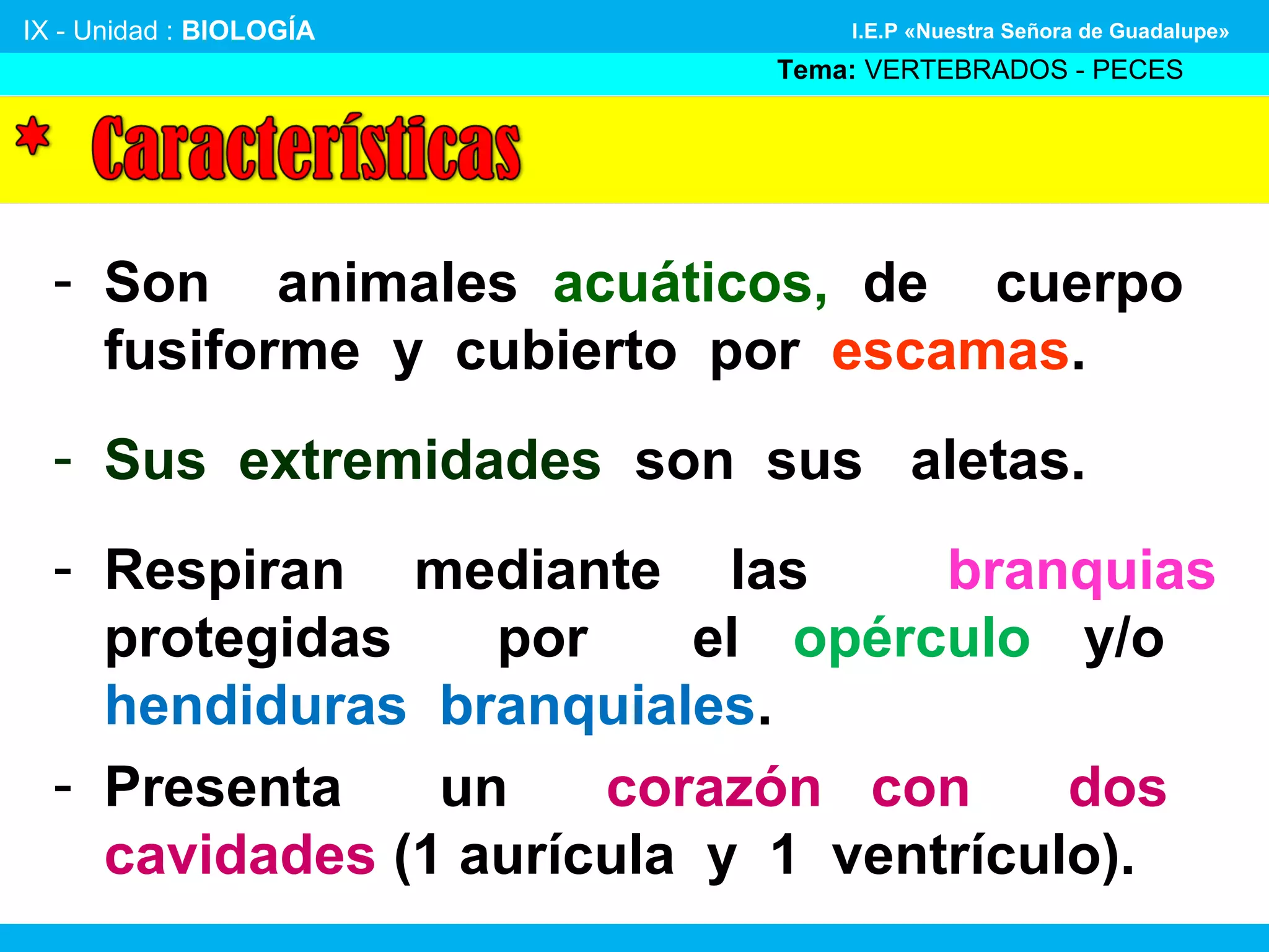 Vertebrados peces | PPT | Fish and Aquariums | Pets