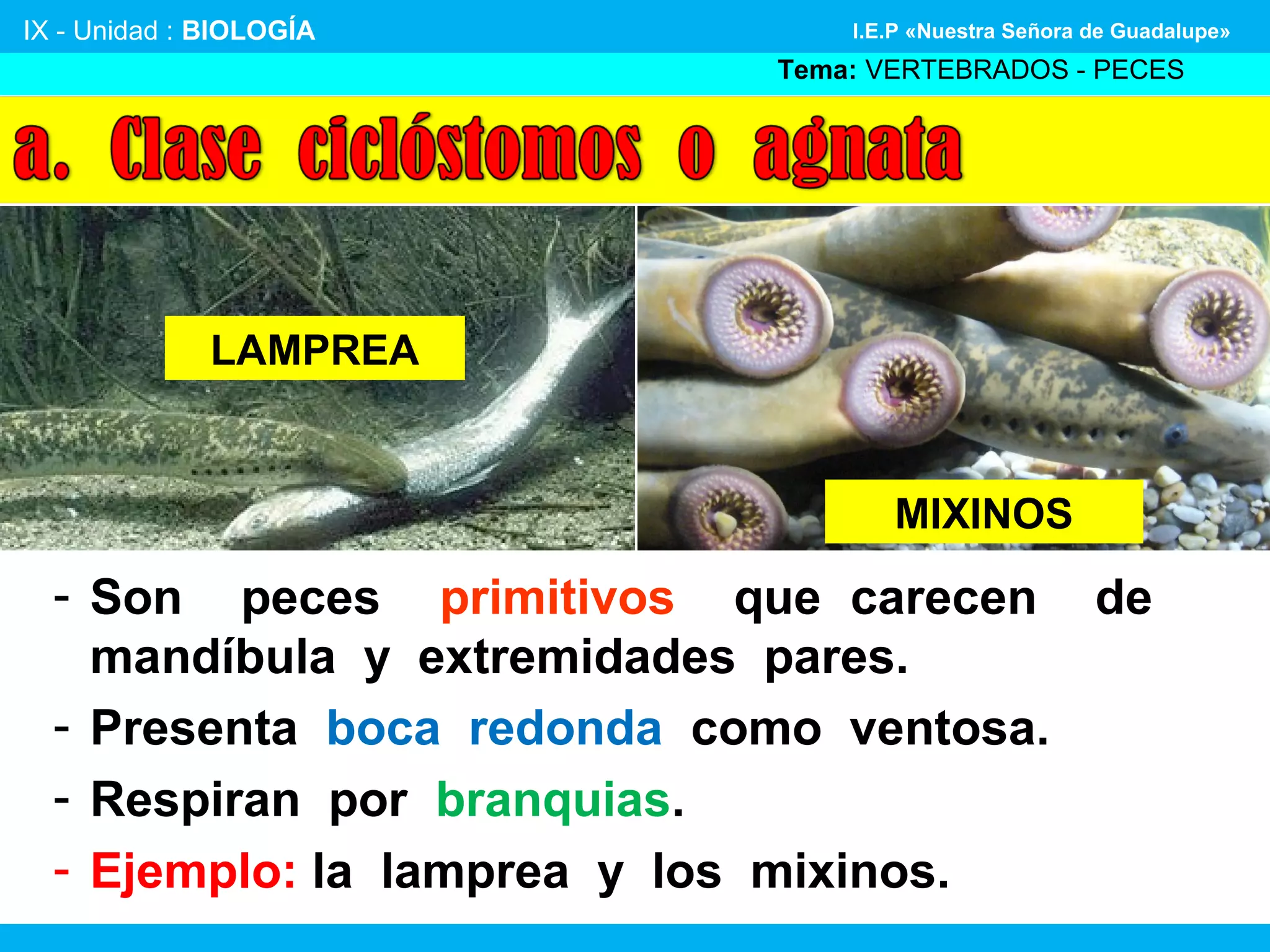 Vertebrados peces | PPT