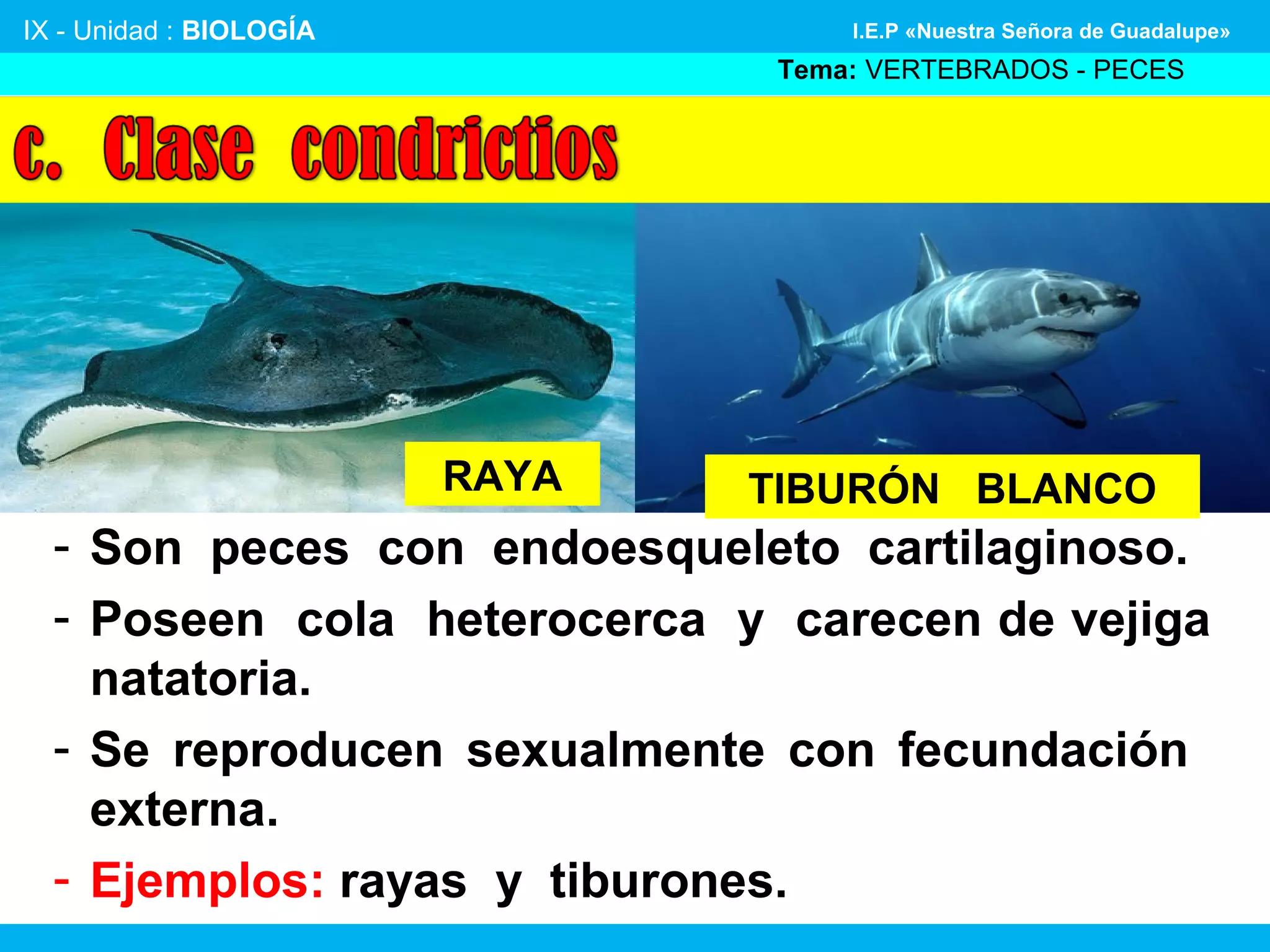 Vertebrados peces | PPT