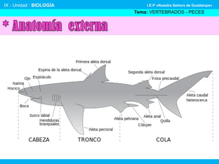 Vertebrados peces | PPT | Fish and Aquariums | Pets