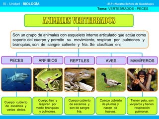 Vertebrados peces | PPT | Fish and Aquariums | Pets