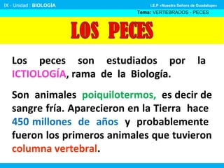 Vertebrados peces | PPT